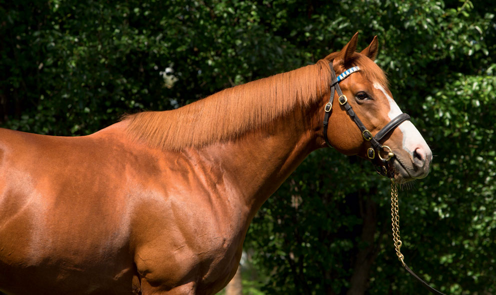 Dawn Approach continues his winning start to the year | Europe