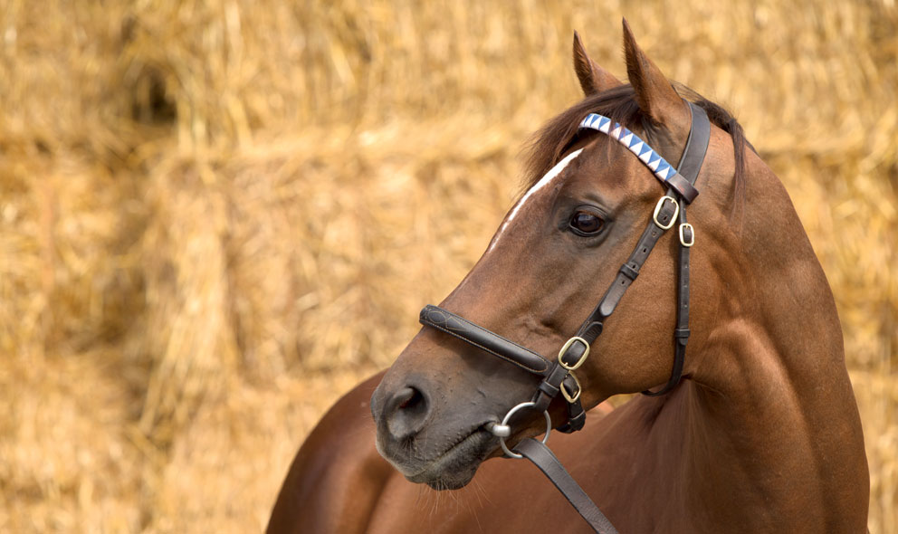 First foal for Hunter’s Light | Europe