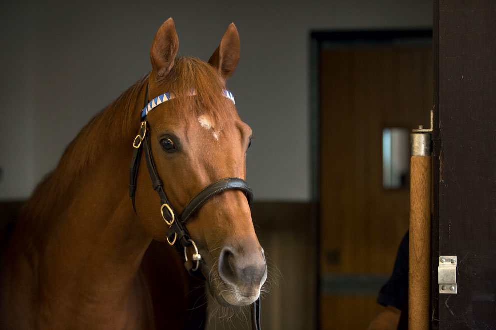 Kildangan Stud to open its doors | Europe