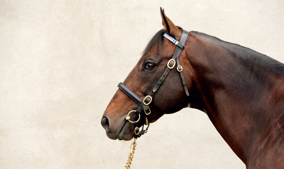 Tryster dominates in the Dubai Millennium Stakes | Europe