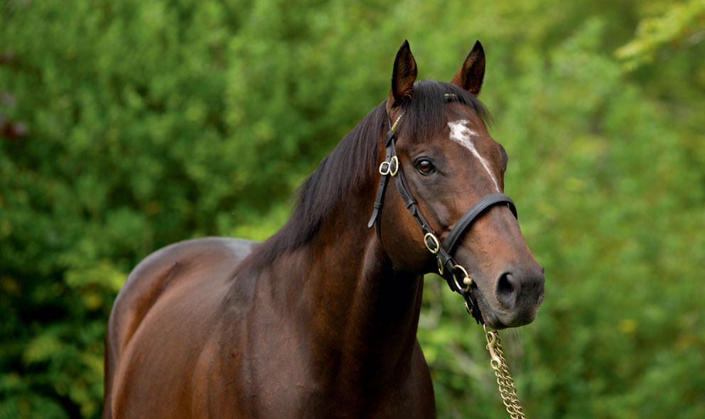 Fifth Group success for Blue Point | Europe