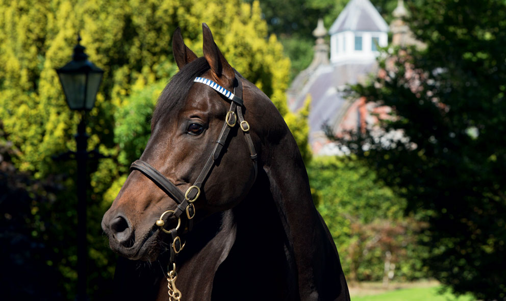 Kildangan Stud opens its doors | Europe