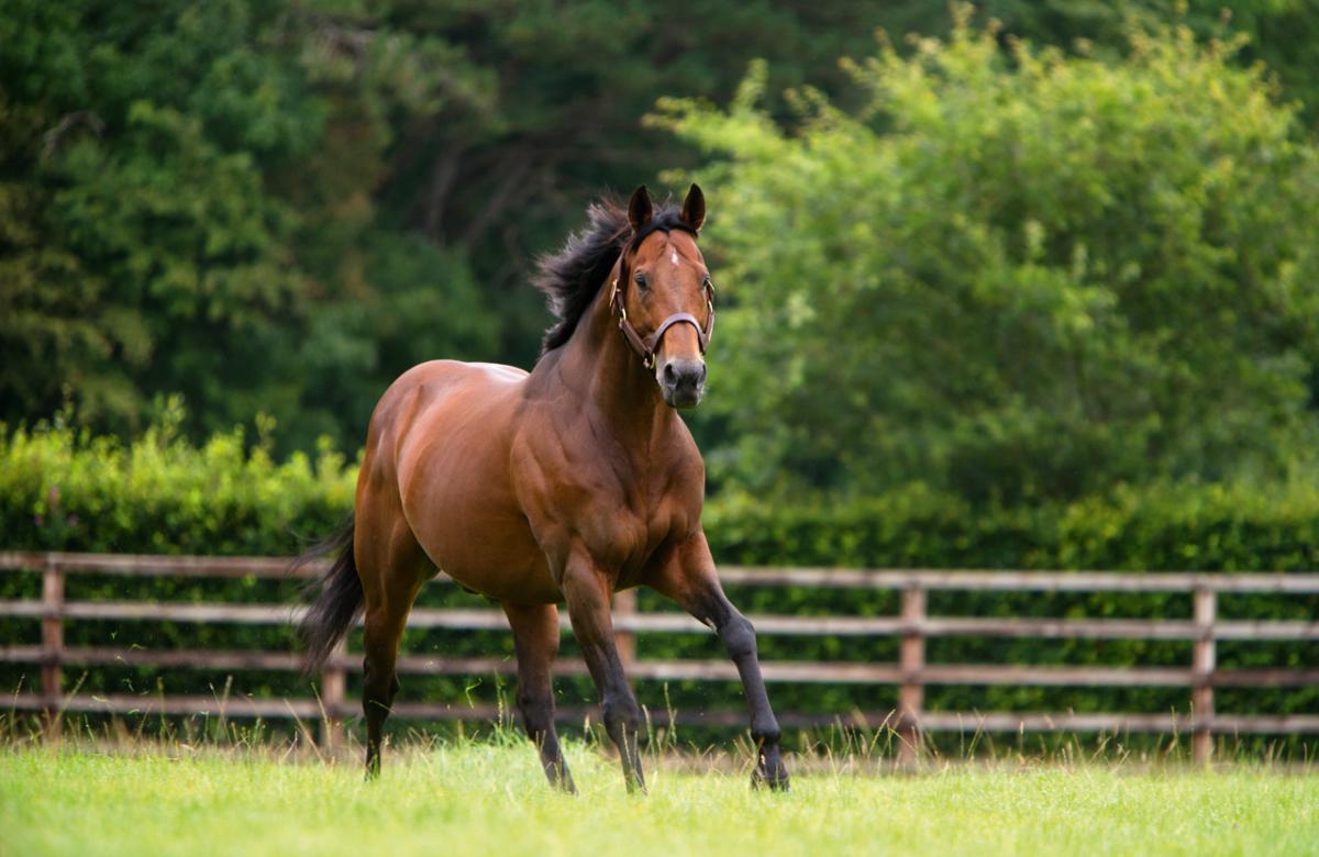 G3 winner for Teofilo | Europe
