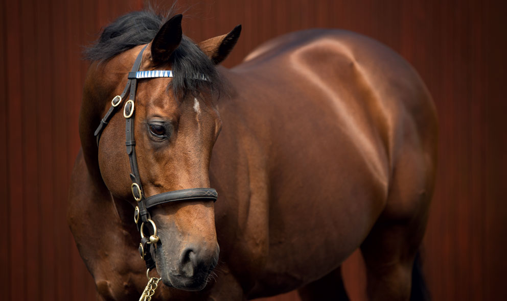 Nine G1 winners for Teofilo | Europe
