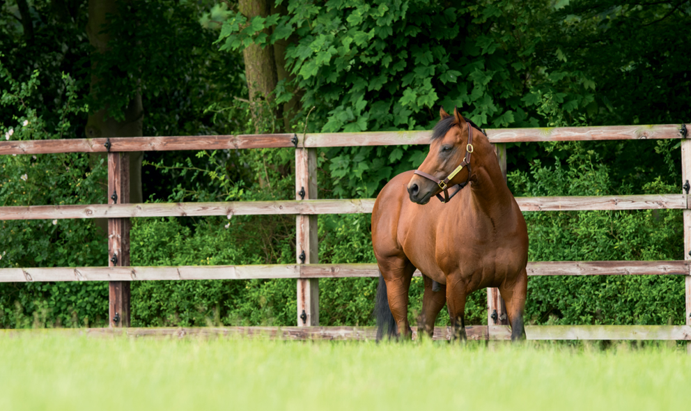 Stallions on show at Dalham Hall Stud and Kildangan Stud | Europe