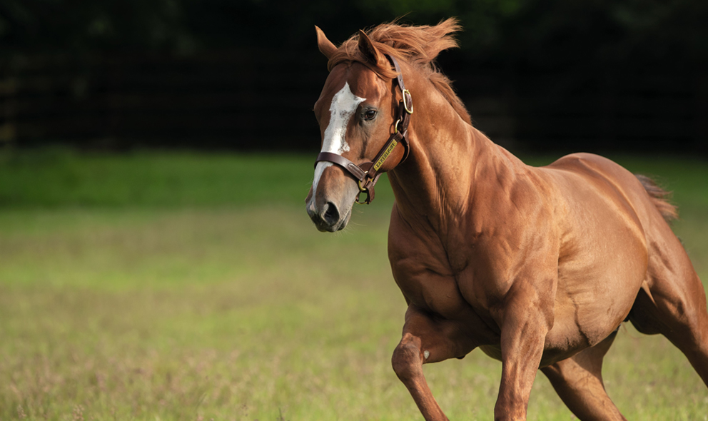 Daylight an impressive new winner for Earthlight | Europe