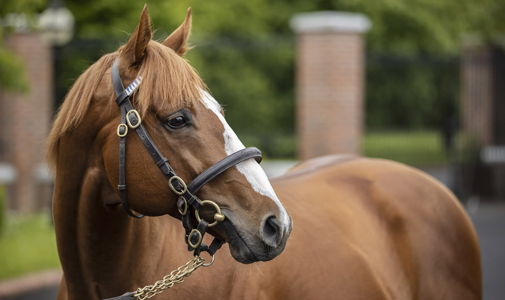 New winner for Earthlight | Europe