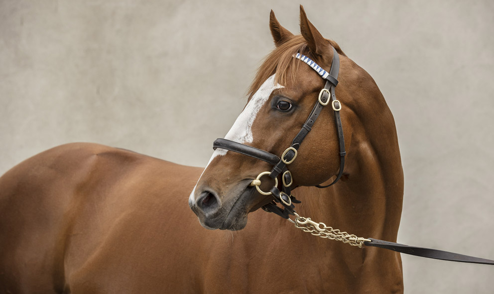 Quickfire double for Earthlight | Europe