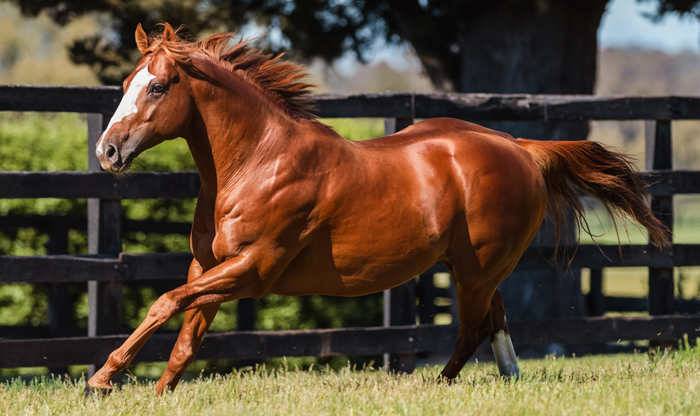 Third winner for first-season sire Earthlight | Europe