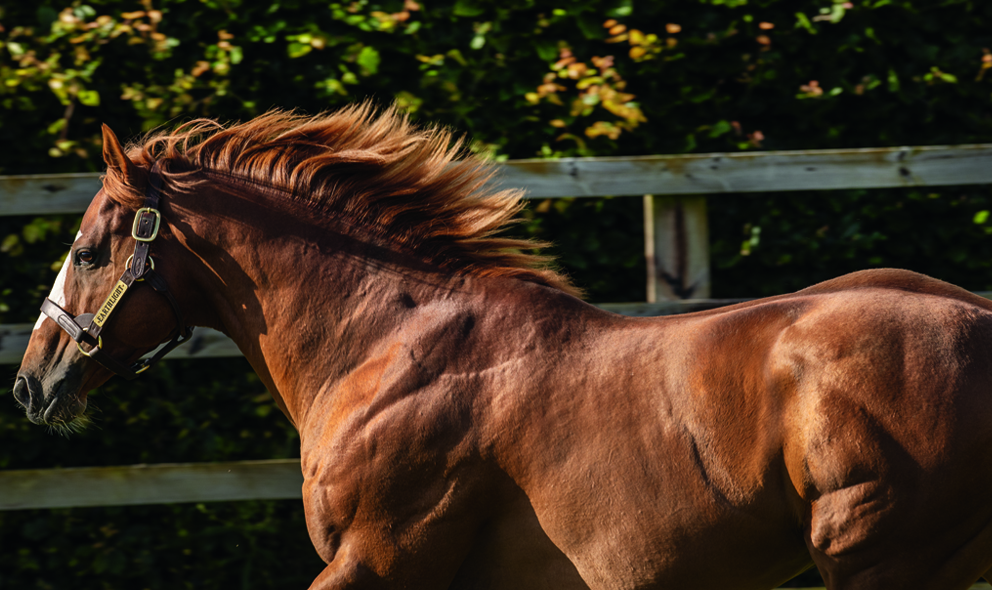 Earthlight continues to fire in the winners | Europe
