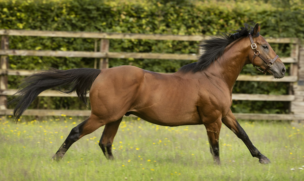 First foals for G1-winning sprinter Naval Crown | Europe