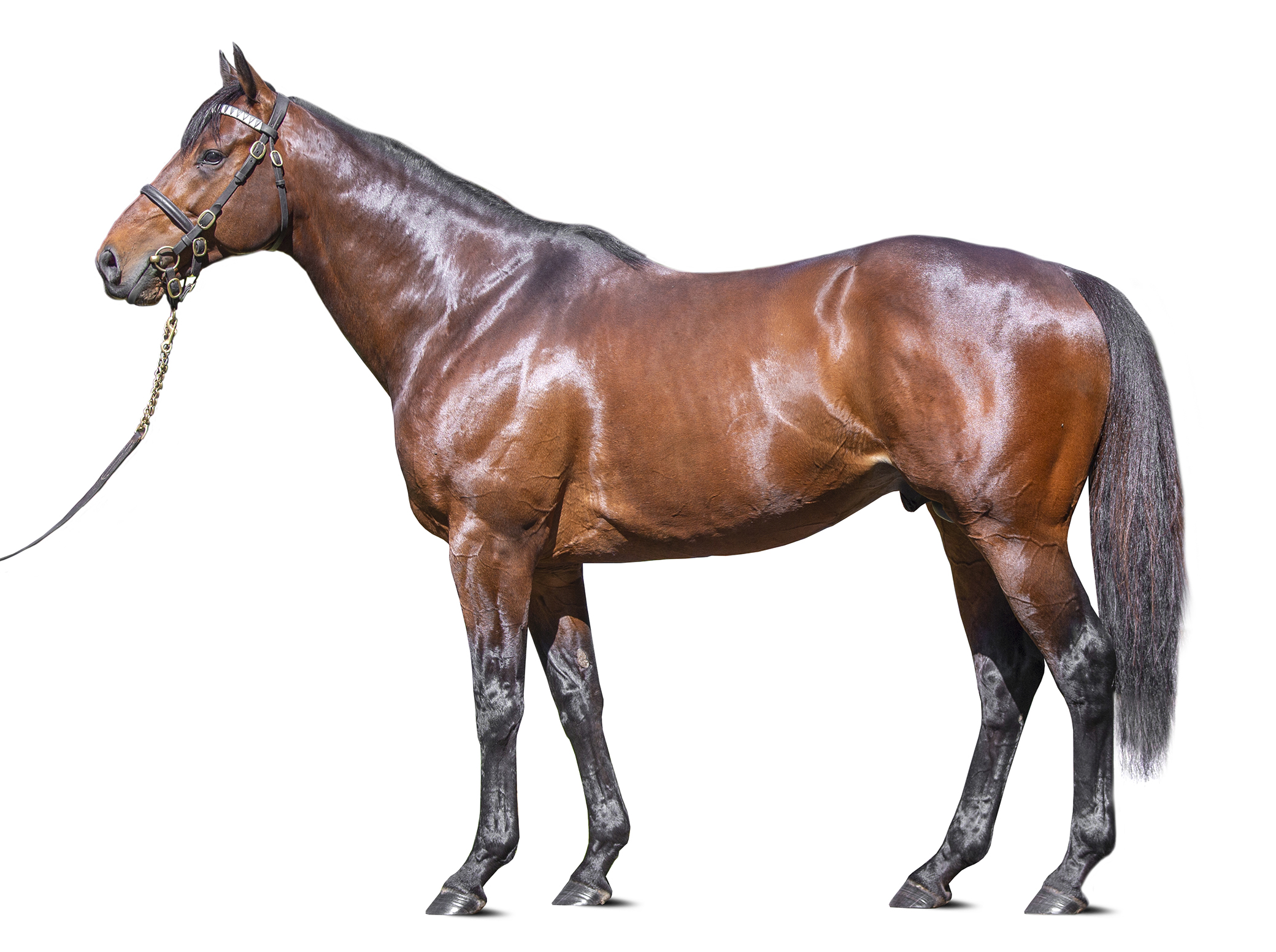 Victor Ludorum | Australia