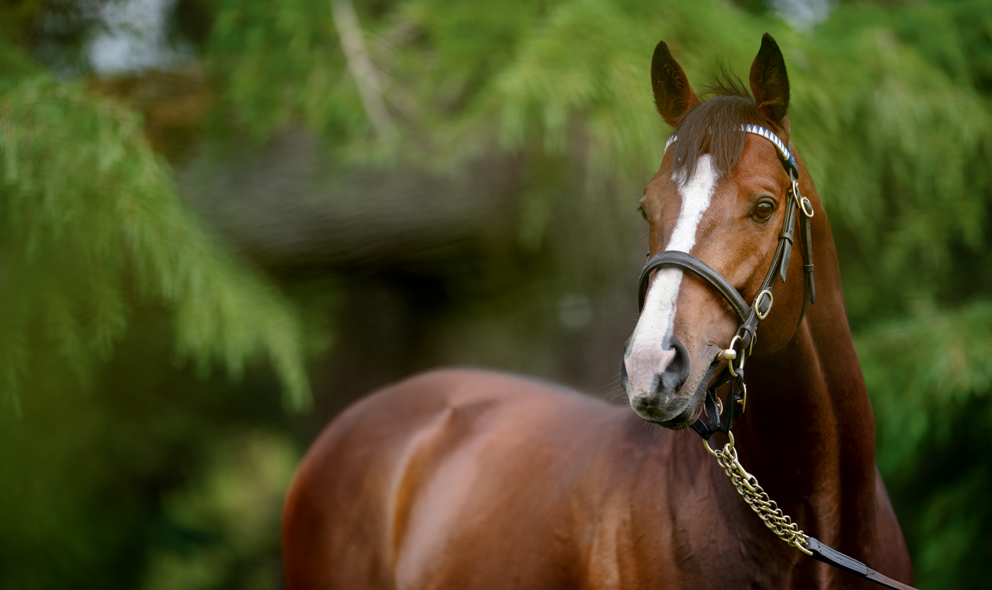 New winners for Belardo and Territories | Europe