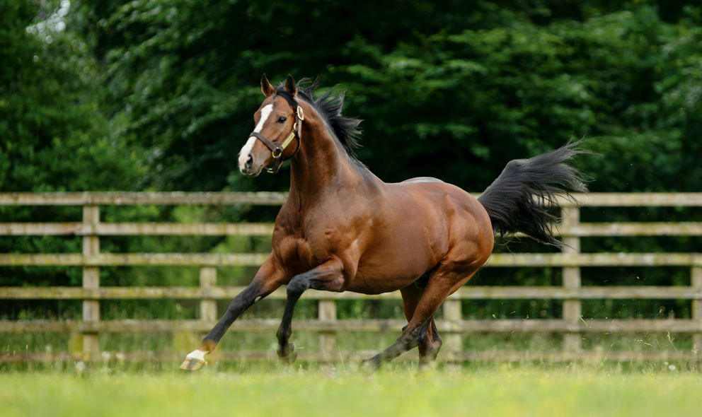 New Group winner for first-crop sire Belardo | Europe