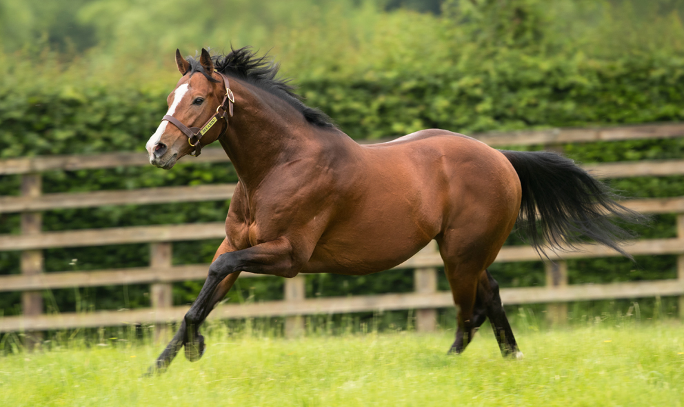 New winner for first-season sire Belardo | Europe