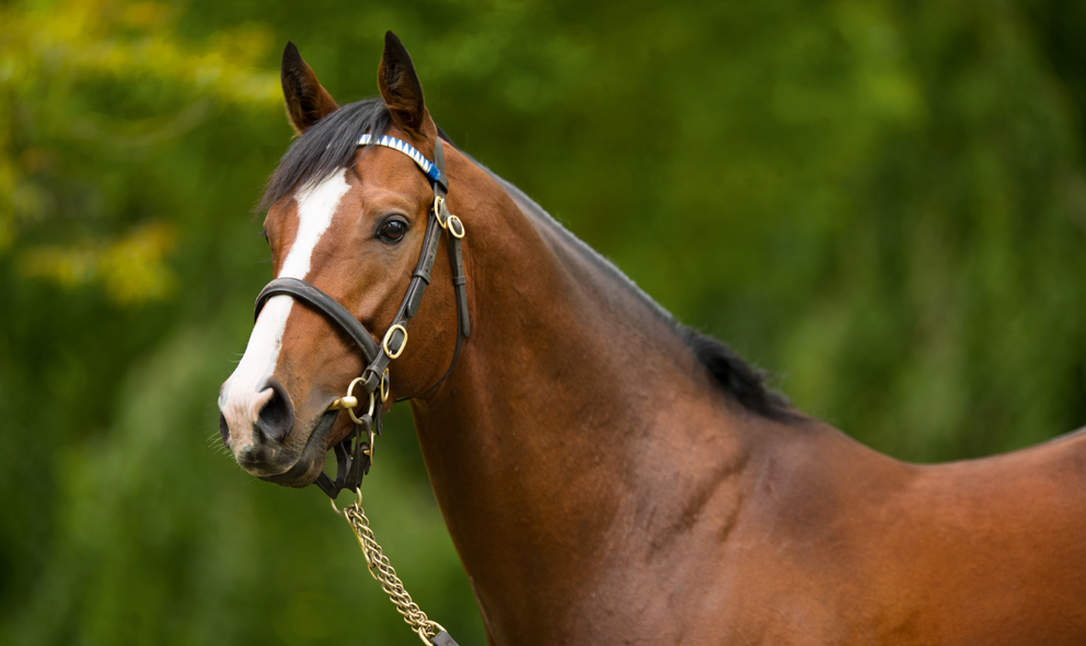 First Group winner for Belardo | Australia