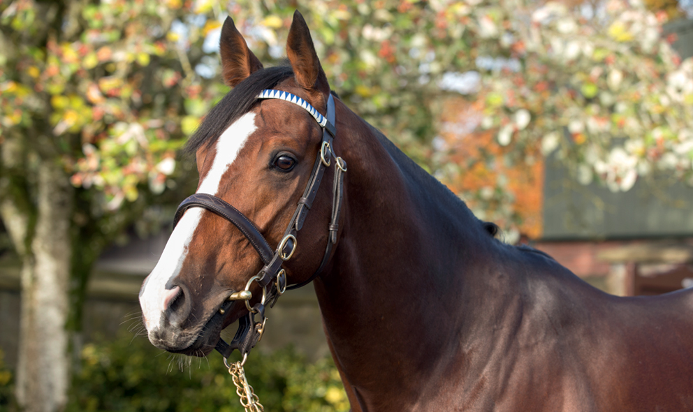 Third Stakes winner for first-season sire Belardo | Europe