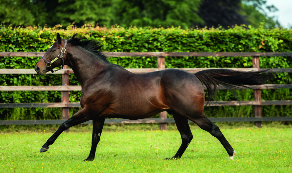 New Stakes winner for Blue Point | Europe