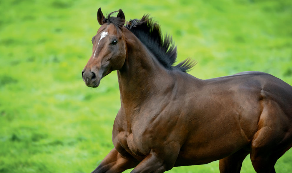 Moyet is latest winner for Blue Point | Europe