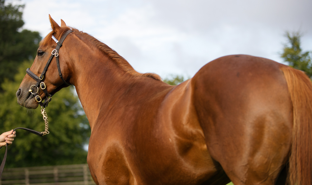 Four winners for Buratino | Europe