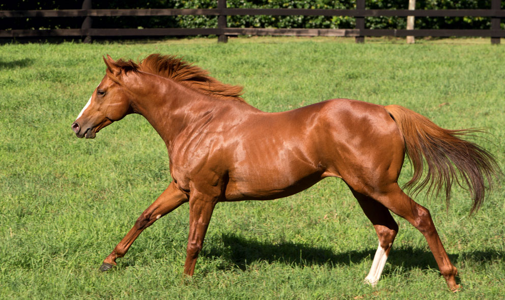 G1 Stradbroke mission ahead for son of Dawn Approach | Europe