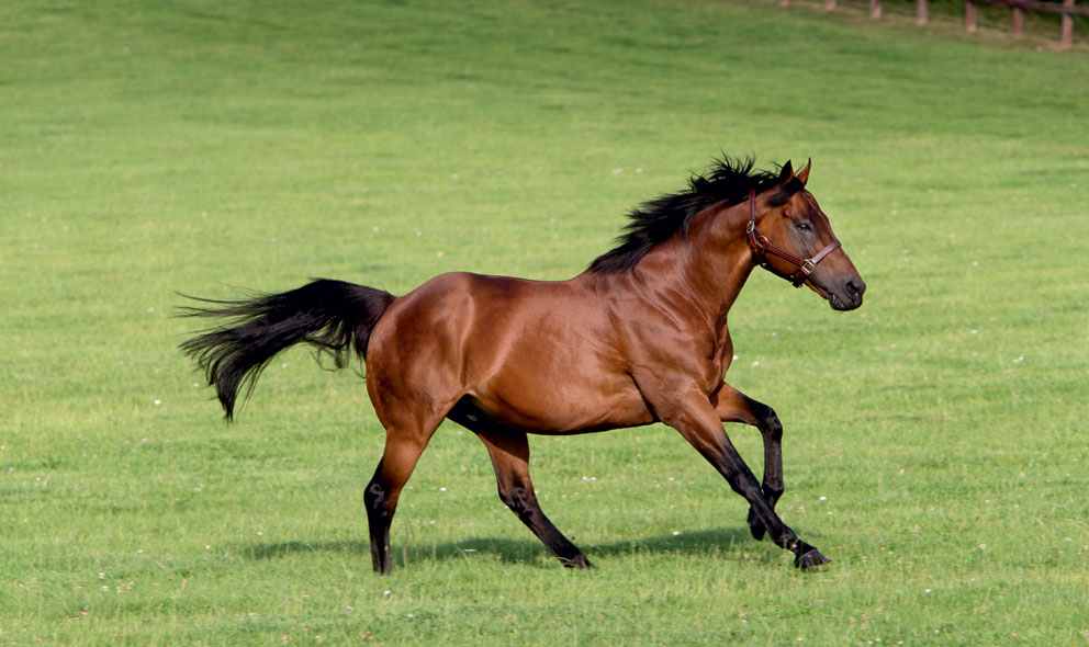 Impressive G2 victory for Imperial Emperor | Europe