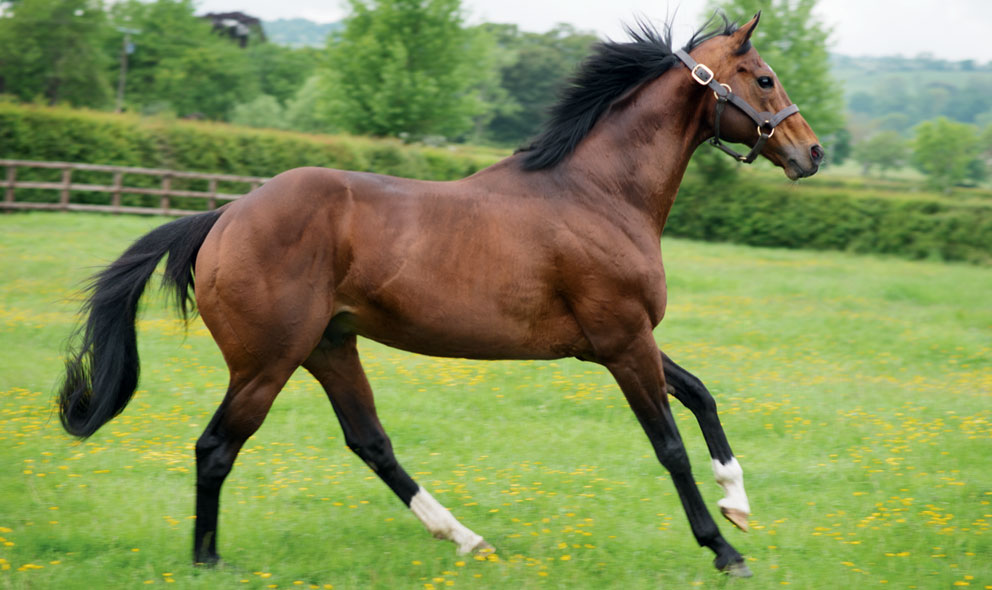 Fast Company’s Safe Voyage lands his first Group race in style | Europe