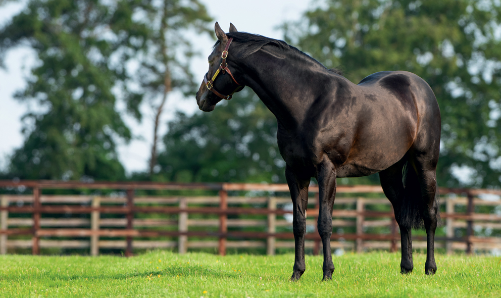 New winner for Golden Horn | Europe