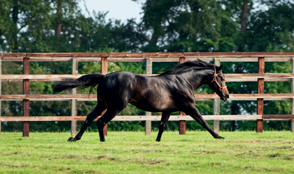 Golden Horn is already making 2021 his year | Europe