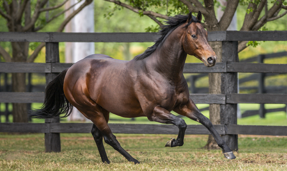 New Group-winning filly for Harry Angel | Australia