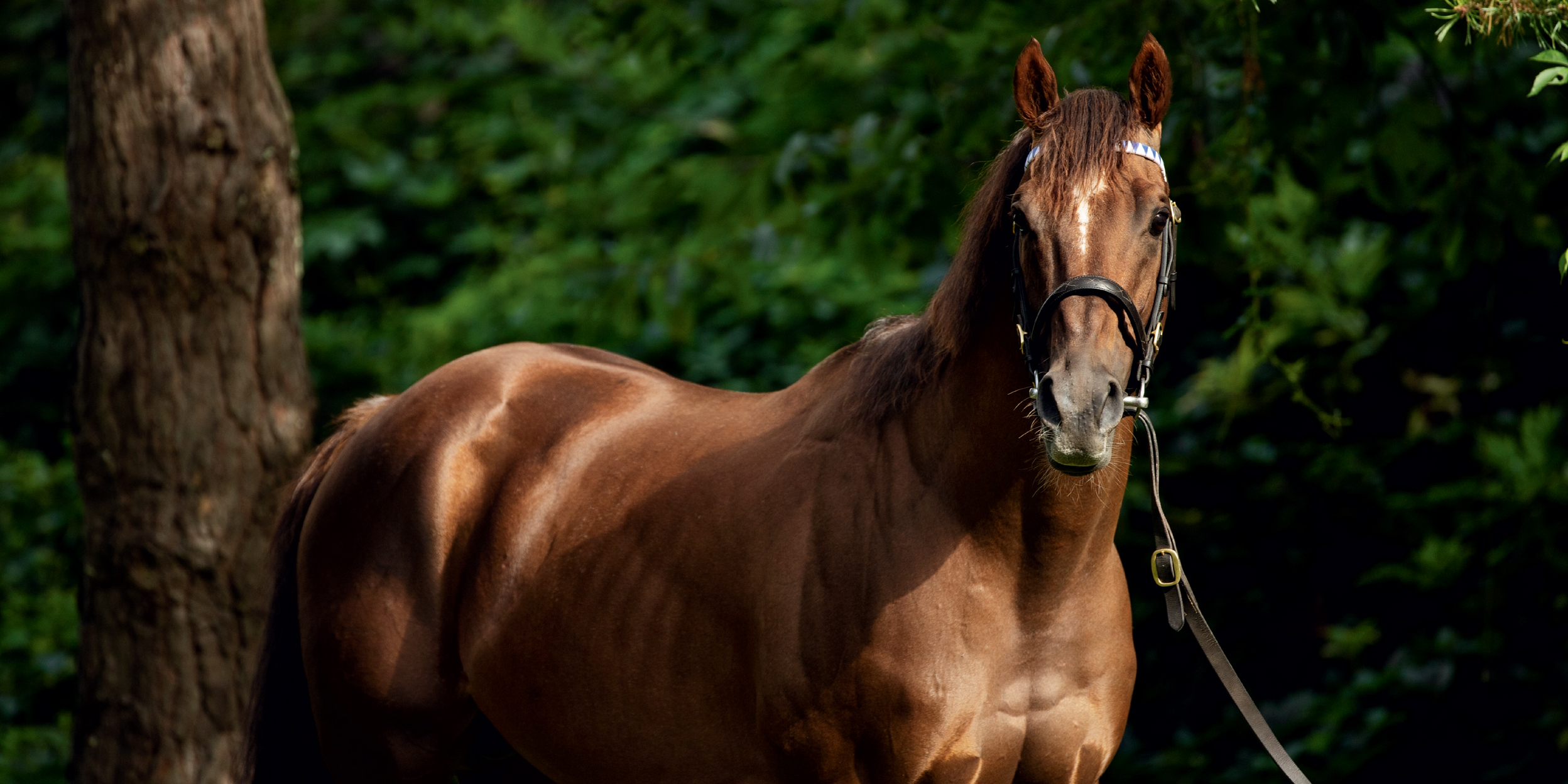 First Group winner for Hunter’s Light | Europe