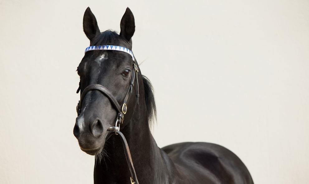 New Stakes winner for Manduro | Europe