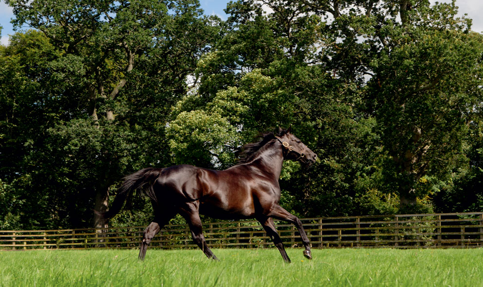 Group victory for son of Manduro | Europe