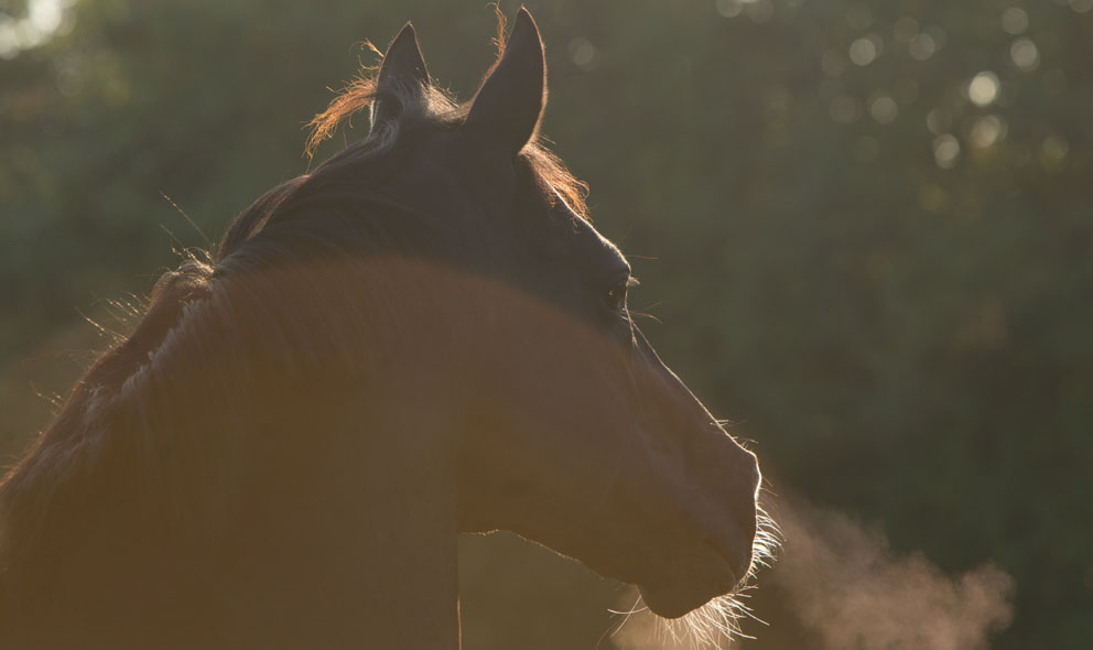 Second Group victory for son of Manduro | Europe