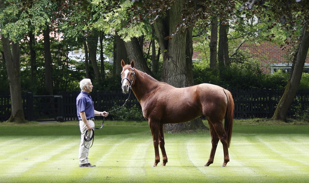 Impressive debutant winner for Masar | Europe