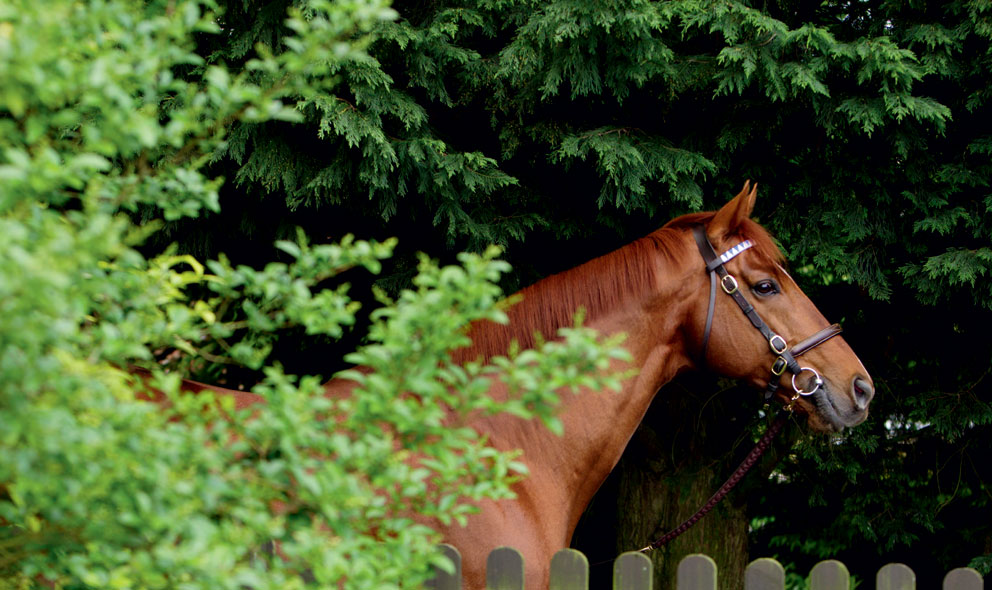 Cascadian rewarded with G1 success in Doncaster Mile at Randwick | Europe
