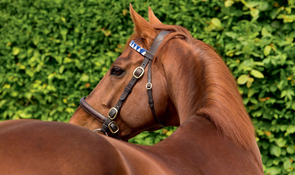 Second top-flight win for son of New Approach | Europe