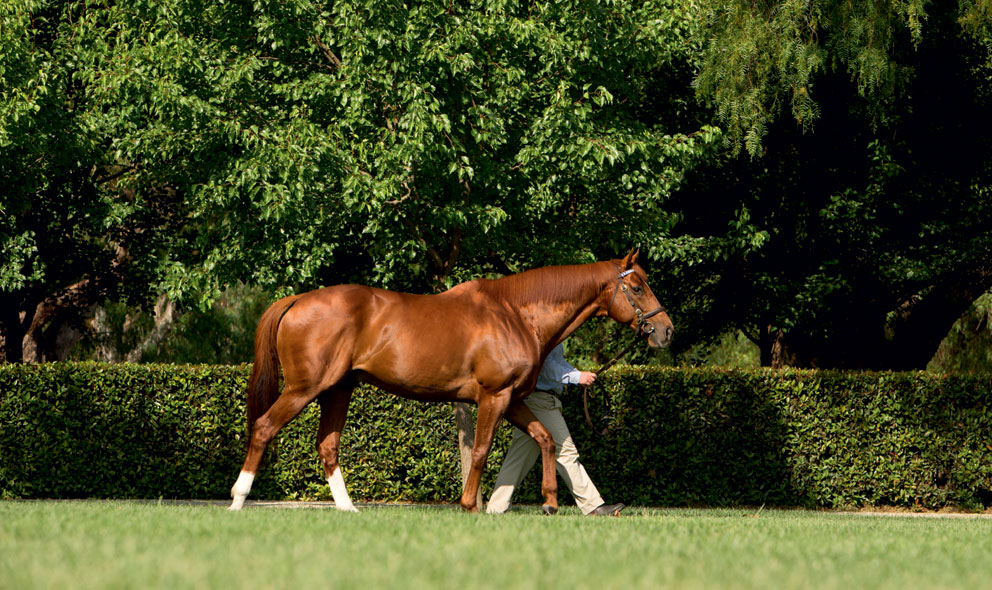 New stakes winner for New Approach | Europe