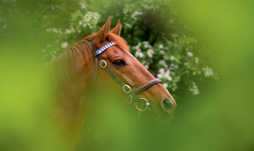 Seventh Group win for son of New Approach | Europe