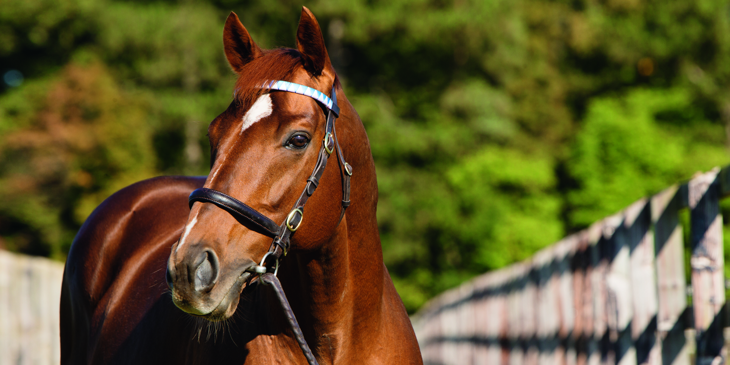 Darley-sired 1-2-3 in Listed Dubai Duty Free Cup | Europe