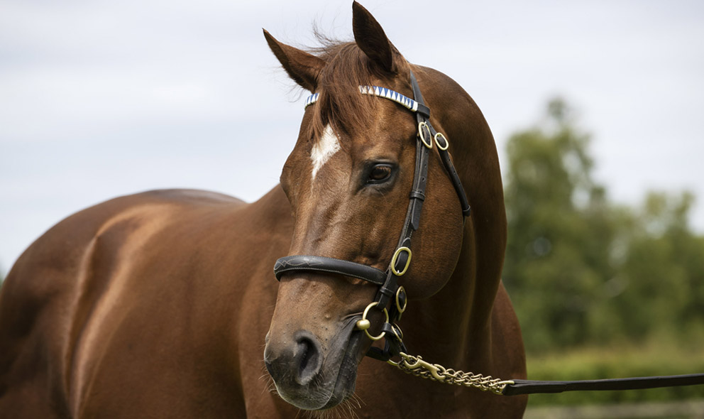 First Stakes victory for Not Afraid | Europe