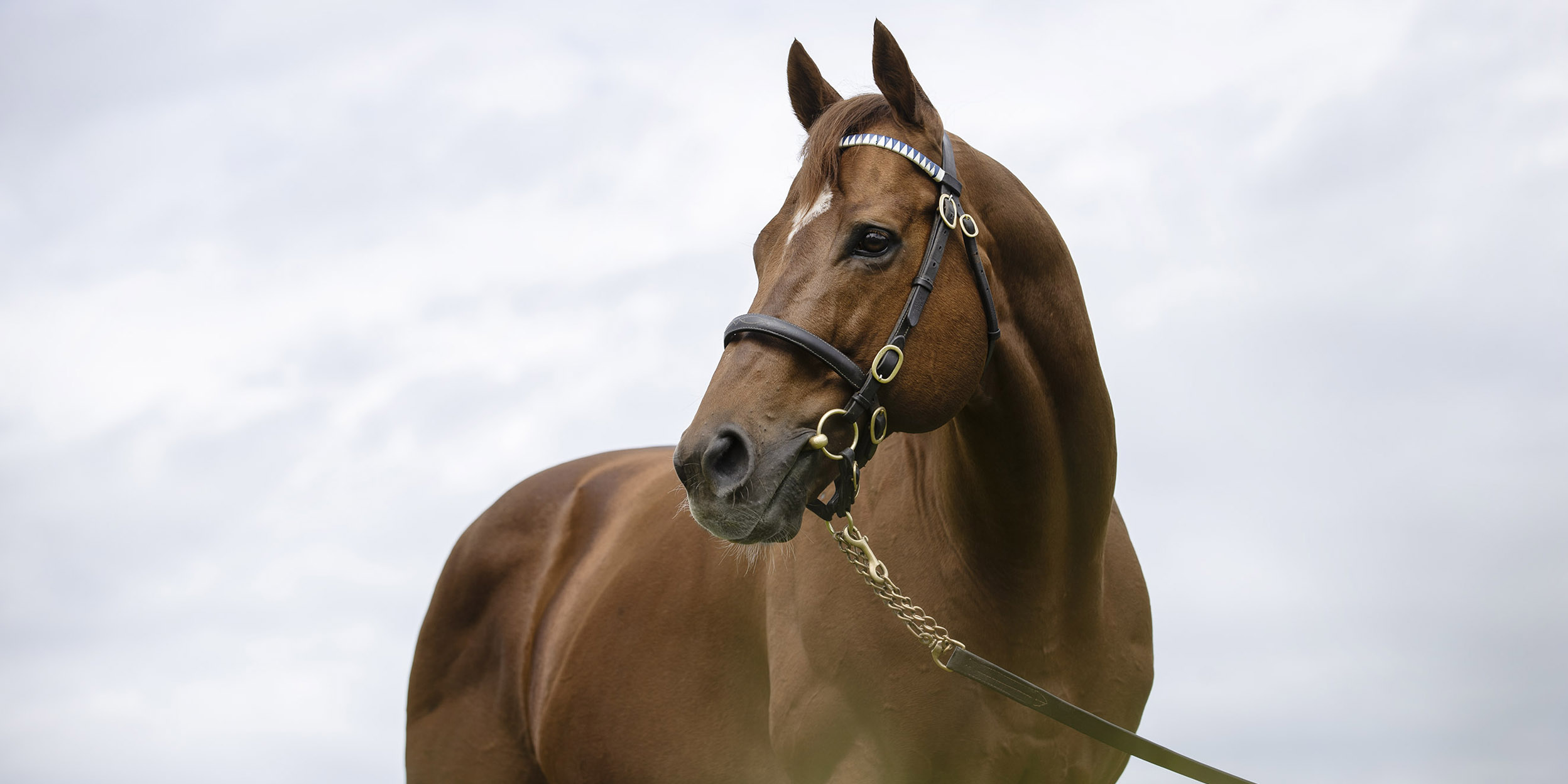 Royal Dress prevails in thrilling finish to win first Stakes title at ...