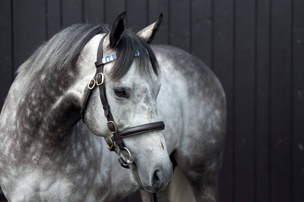 New winner for first-season sire Outstrip | Europe