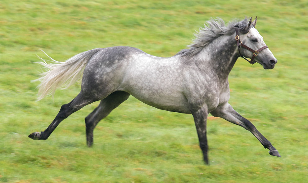 Second winner for first-season sire Outstrip | Europe