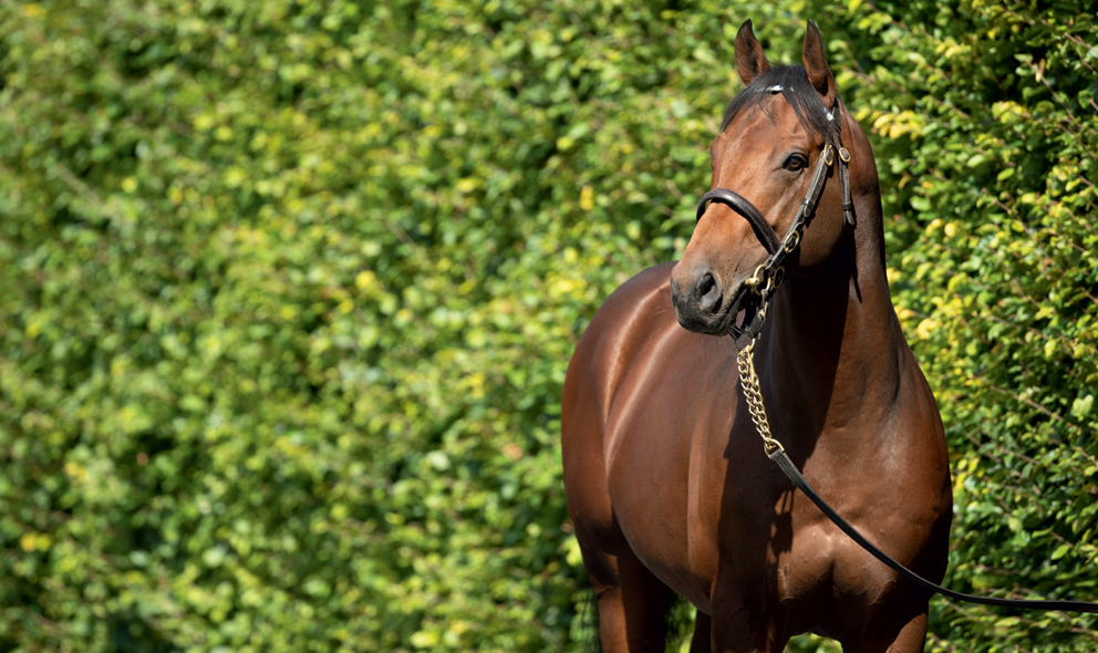 New Stakes-winning sprinter for Profitable | Europe