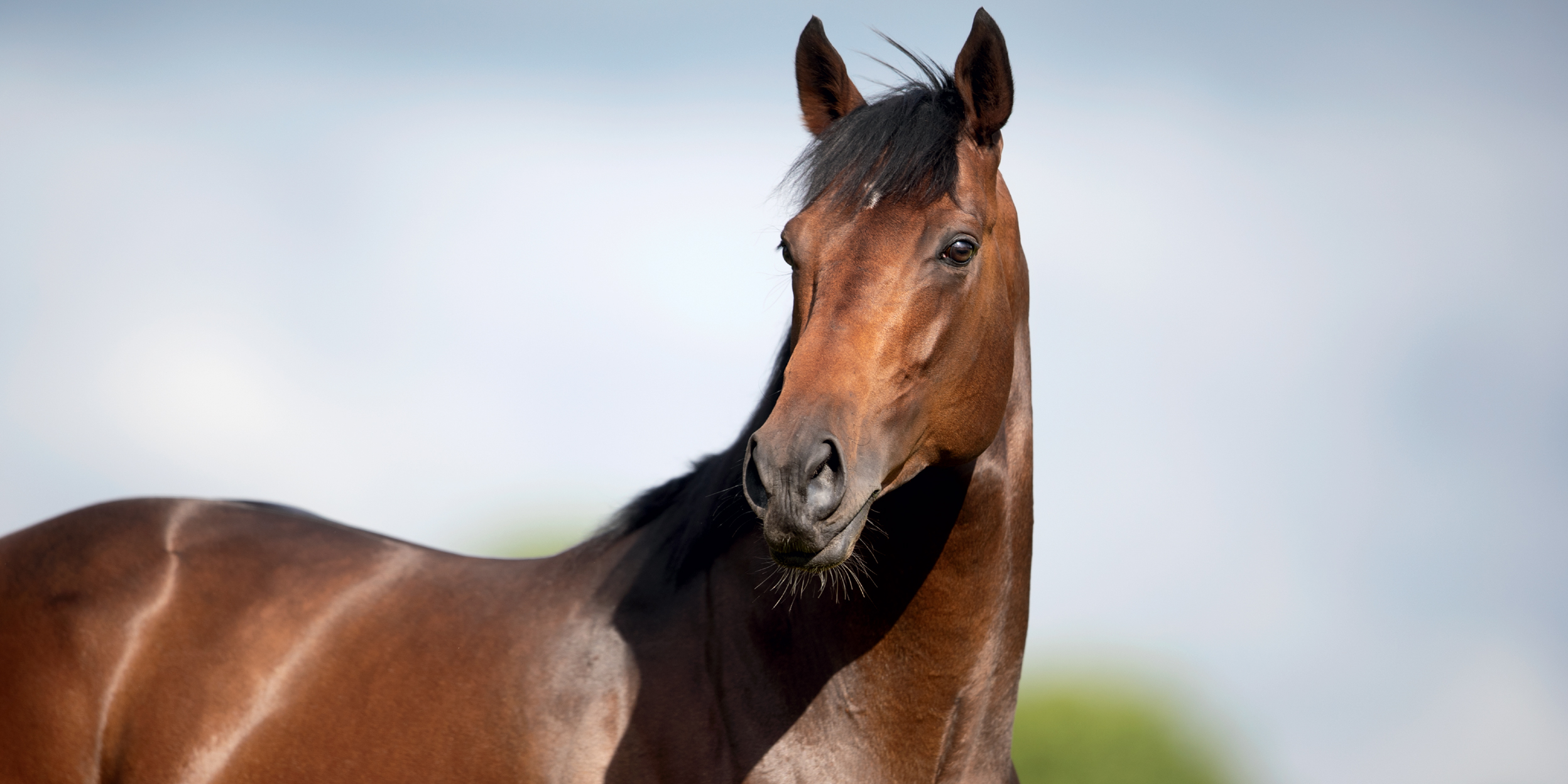 New Stakes winner for Ribchester | Europe