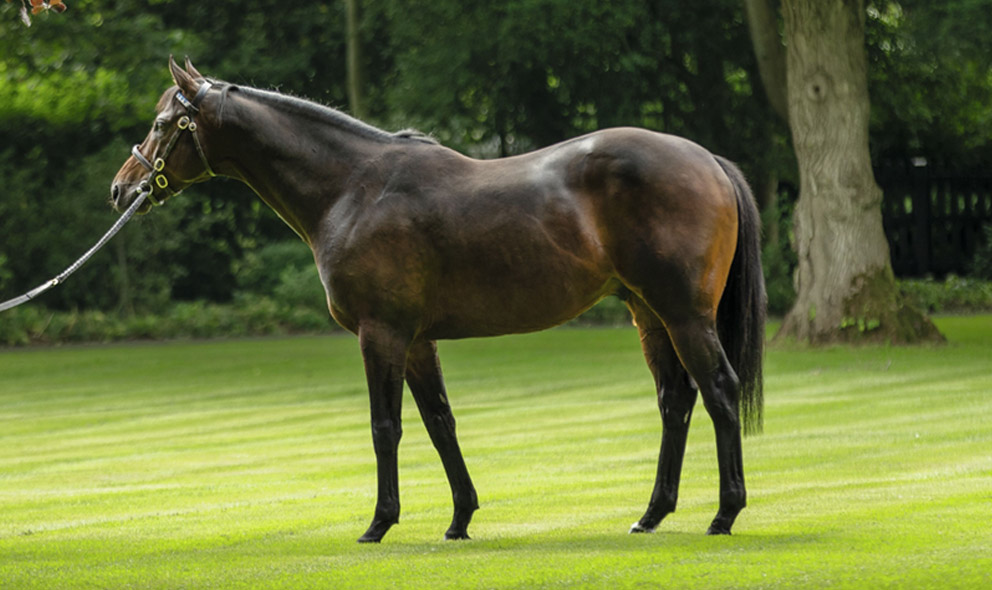 First and third in G2 May Hill Stakes for Darley first-season sires ...
