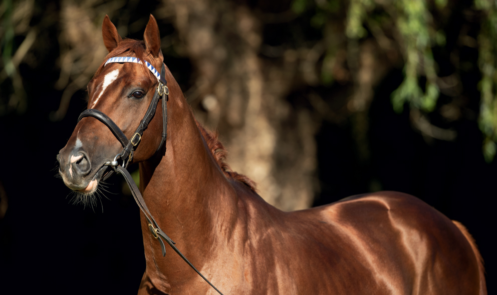 Impressive debut winner for Ultra | Europe