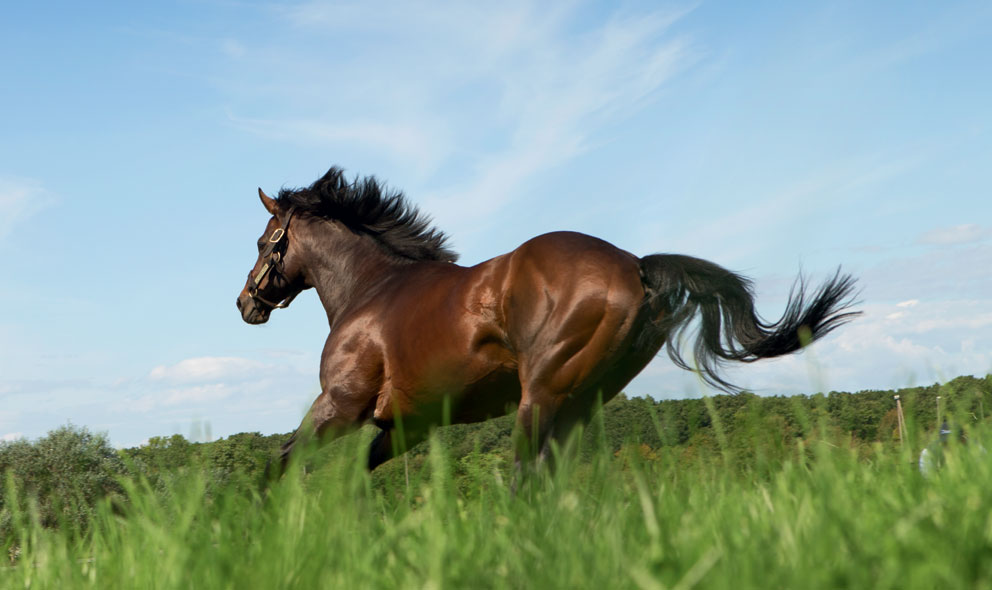 First G1 winner for Admire Moon | Japan