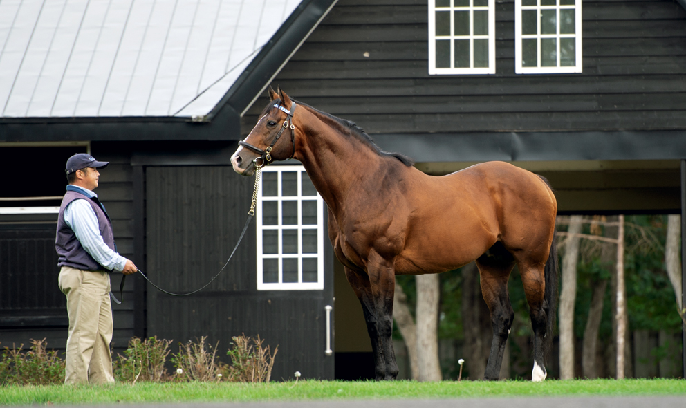 Trenchtown Cat proves much the best in Gulfstream Park’s Ana T. Stakes ...